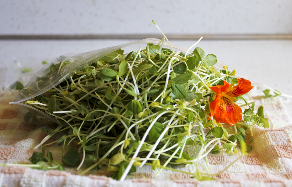 Microverdes: Saiba o que são e como cultivá-los