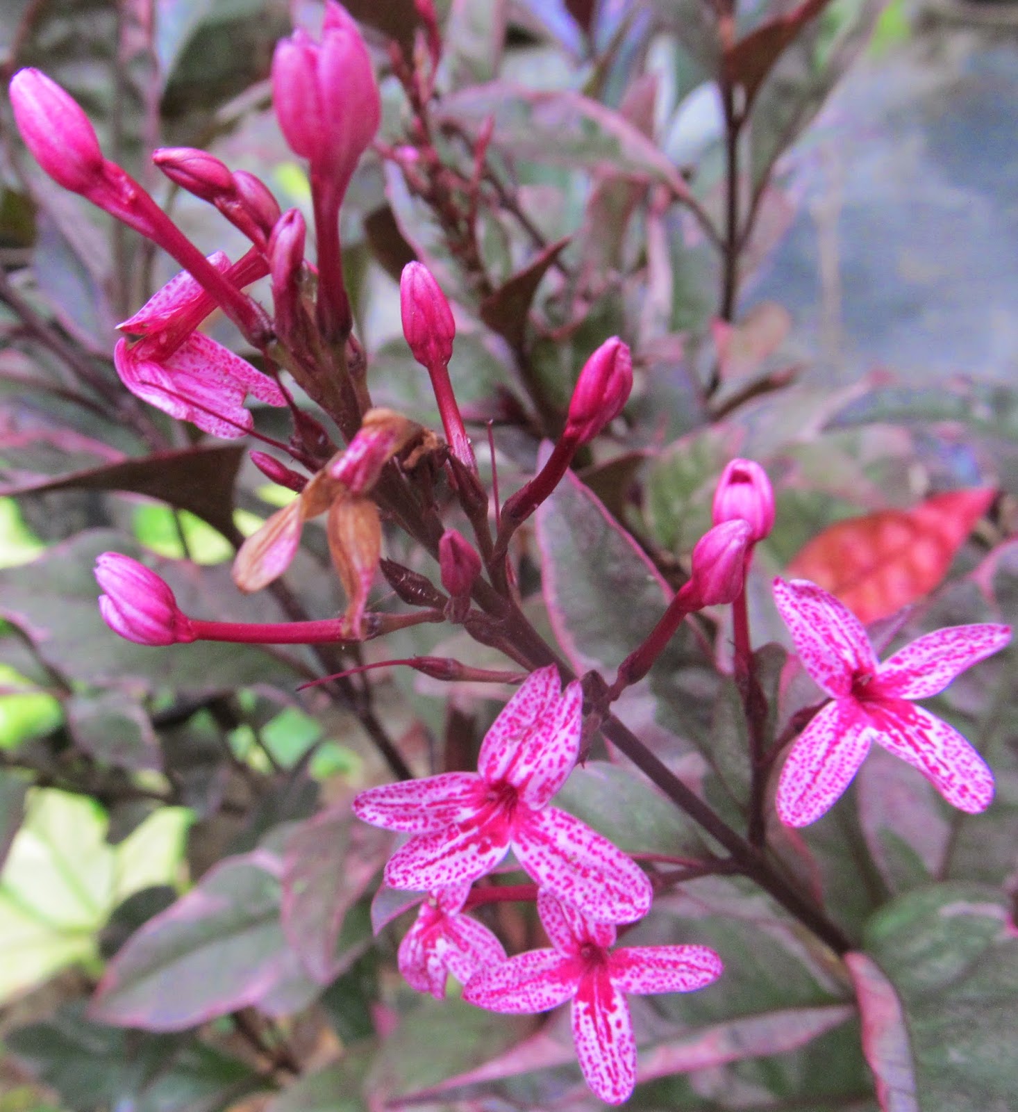 NATURAL & UNIQUE PHOTOGRAPHY: PURPLE FALSE ERANTHEMUM OR GRAPTOPHYLLUM ...