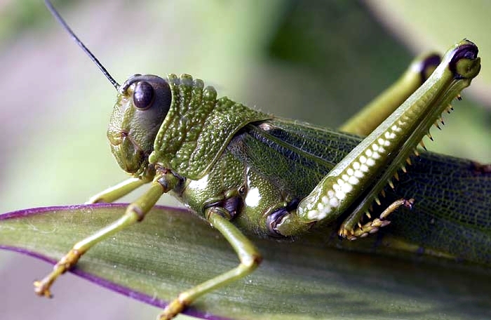 É TUDO VERDADE: O GRILO