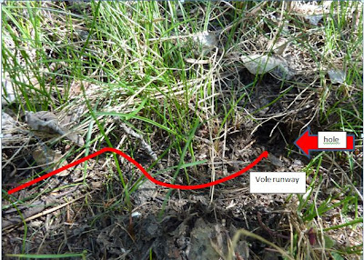 Colorado Mountain Gardener: @#$%%@ Voles! By Irene Shonle