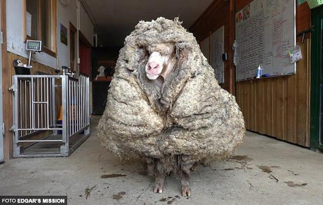 Beginilah rupa biri-biri setelah lima tahun tidak ‘bercukur’ - Citer Member