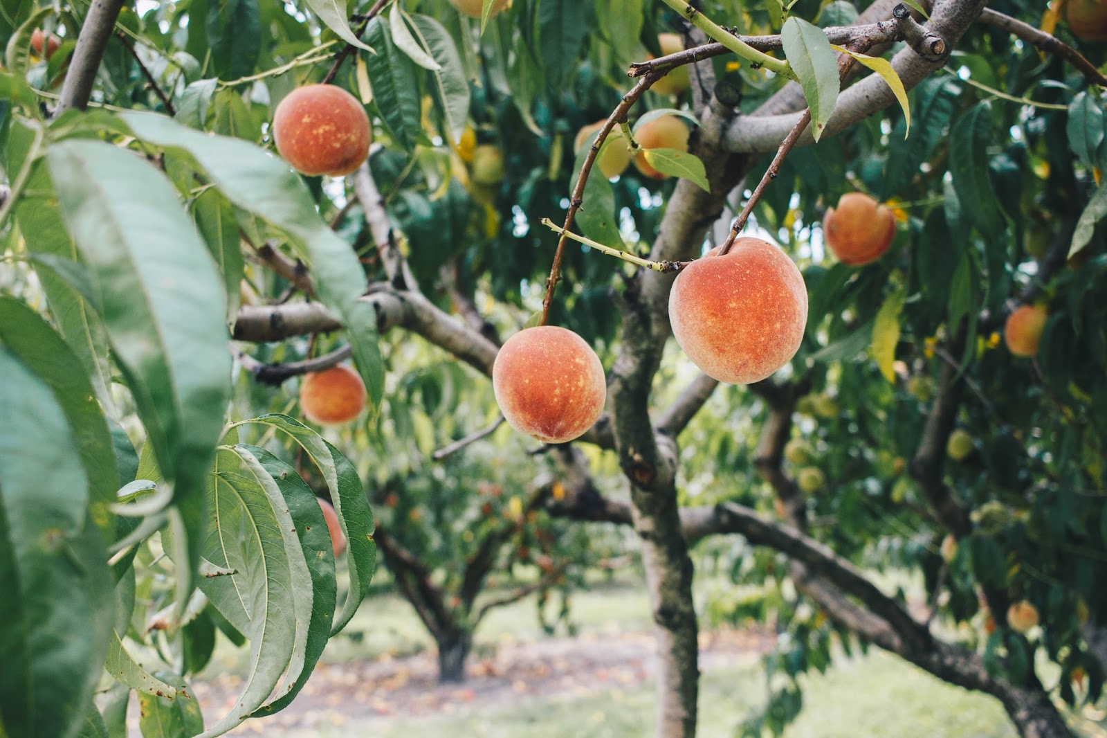 Peach Picking