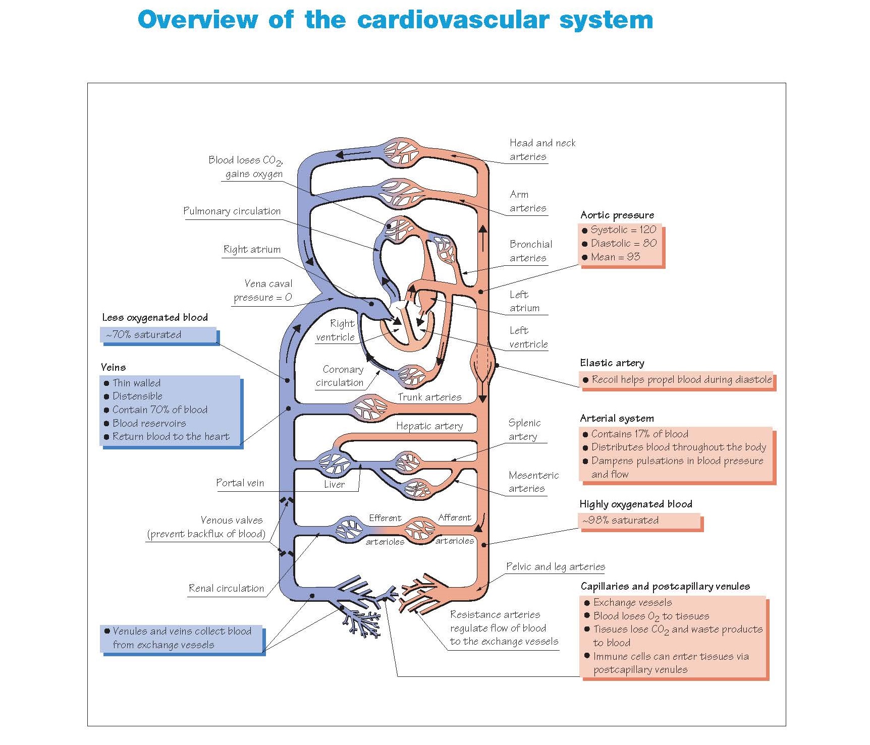 Overview Of The Cardiovascular System - pediagenosis