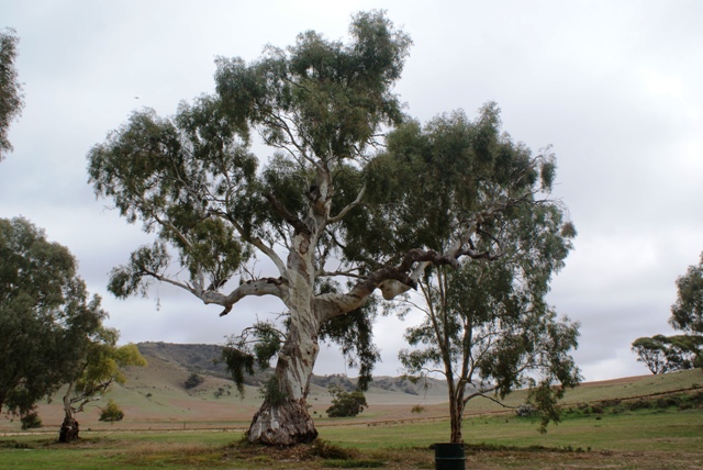 Gallivantour: Clare Valley S.A.