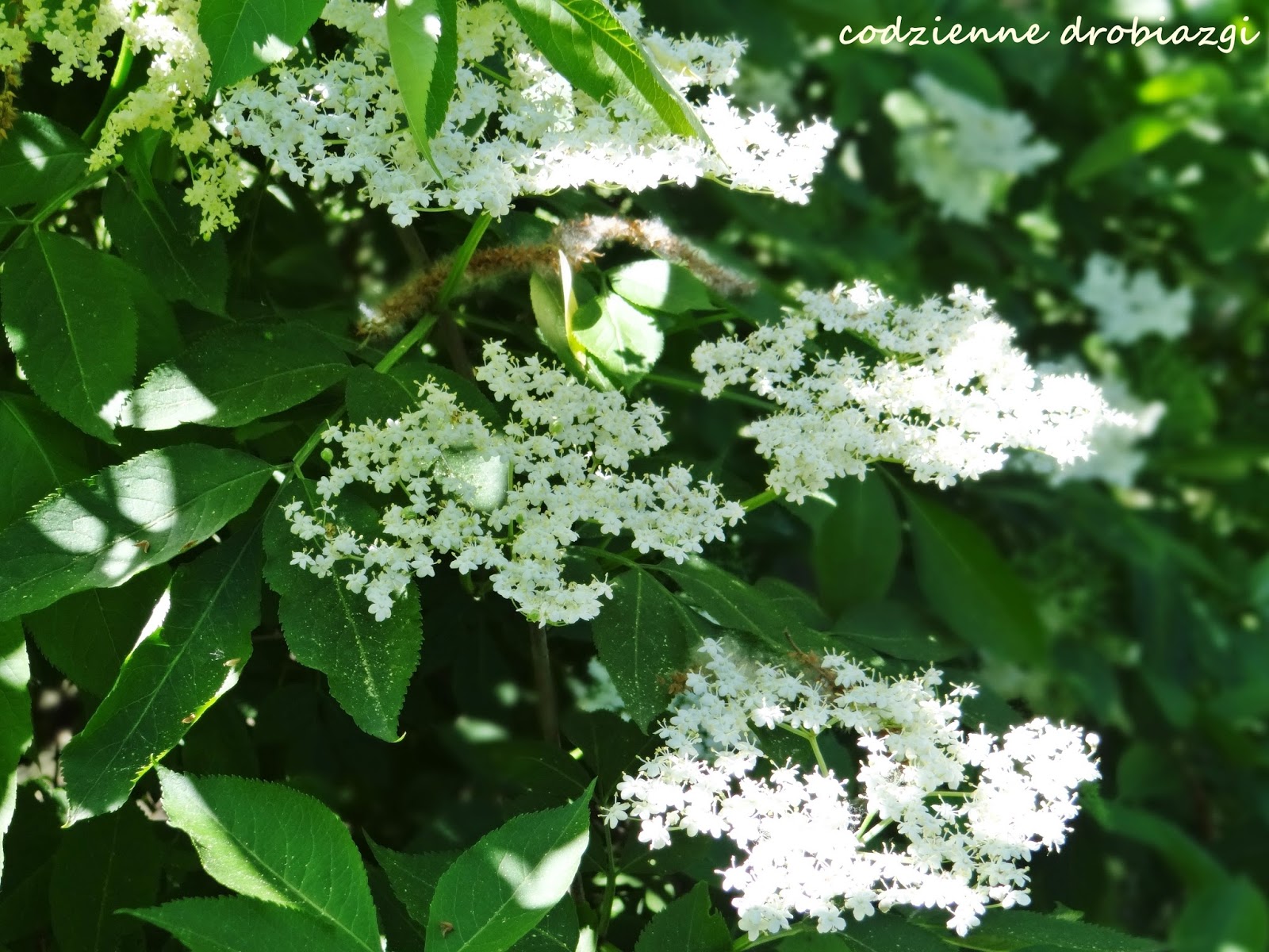 codzienne drobiazgi: Kwiaty czarnego bzu / Elderflowers