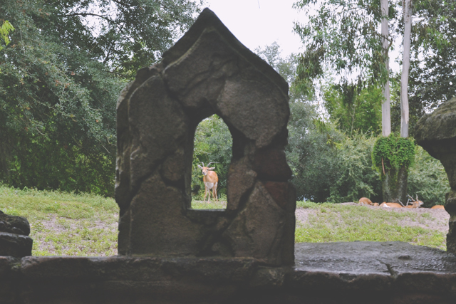 Becky Bedbug: Florida Walt Disney World: Animal Kingdom