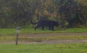 The Beast of Bodmin Moor - THE LEGENDS AND FOLKTALES
