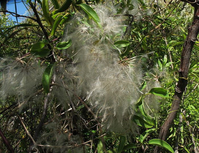 Esperance Wildflowers: Clematis pubescens - Common Clematis