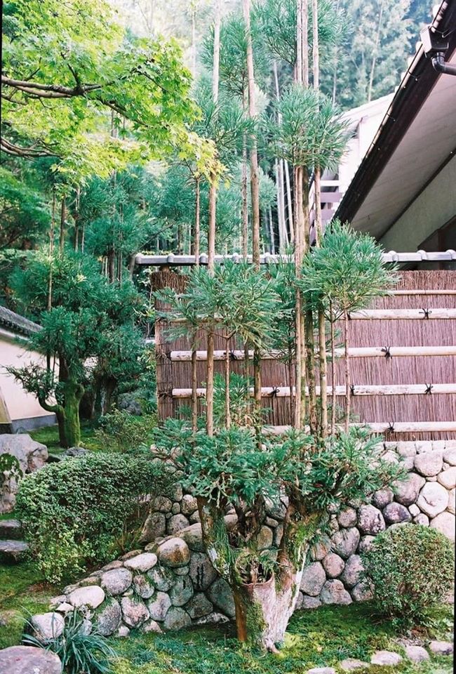 Dai Sugi - Kỹ thuật cổ xưa lấy gỗ mà không cần chặt cây | Dân 47 ...