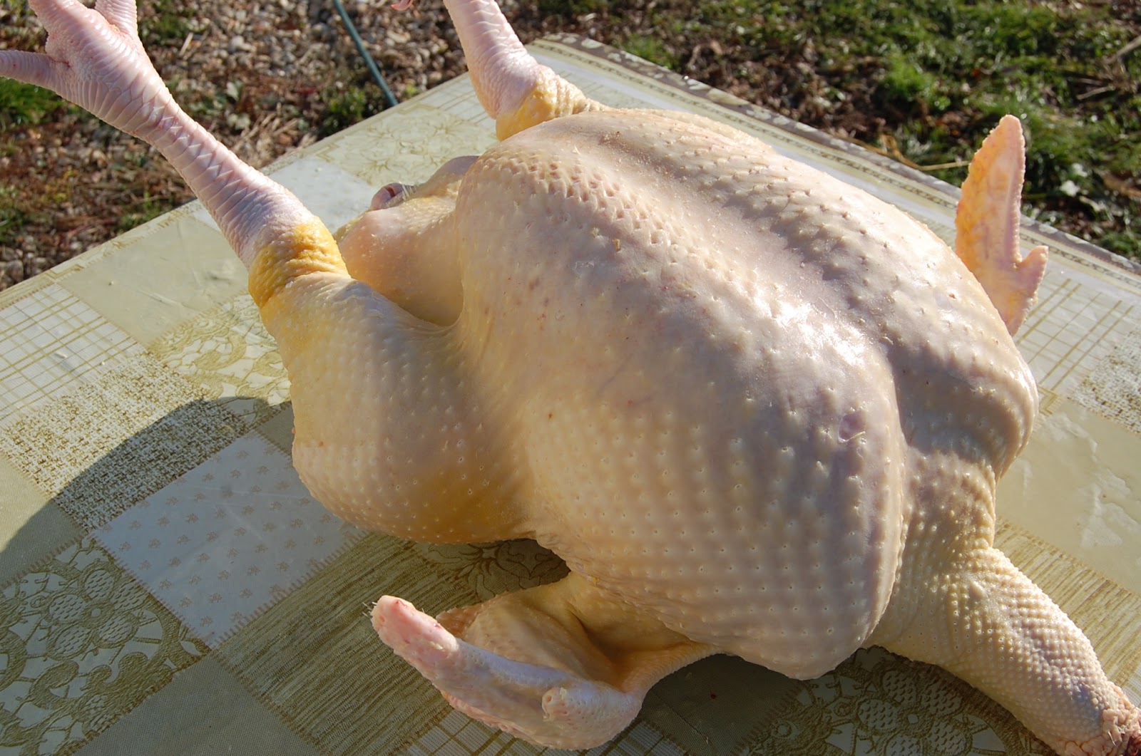 Miniferma de Curcani