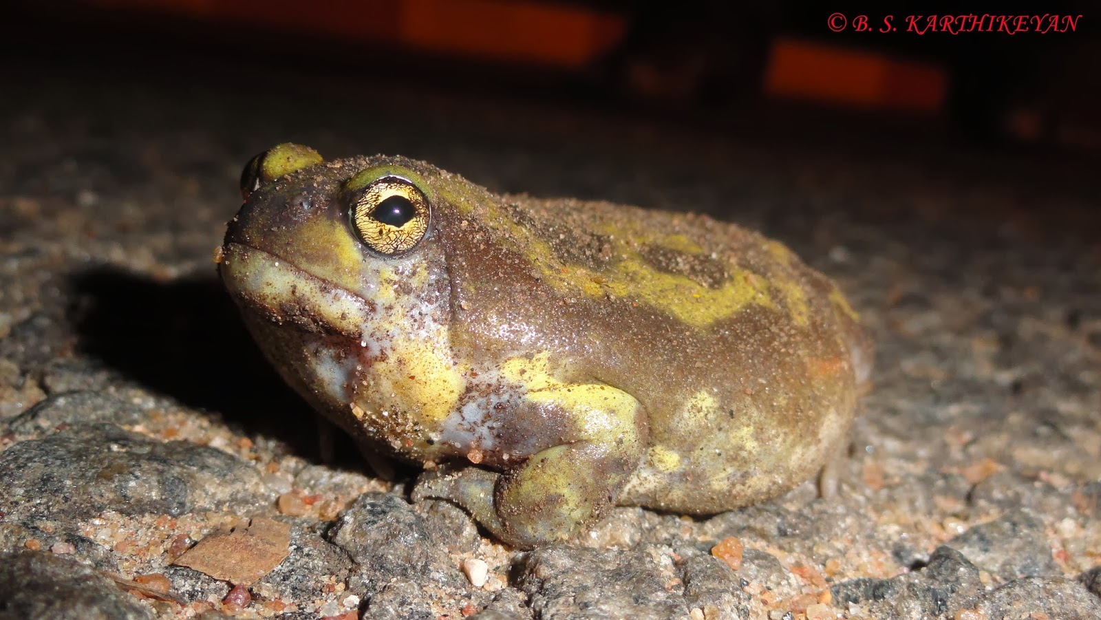 Biodiversity of Bharathidasan University: Indian Marbled Balloon Frog