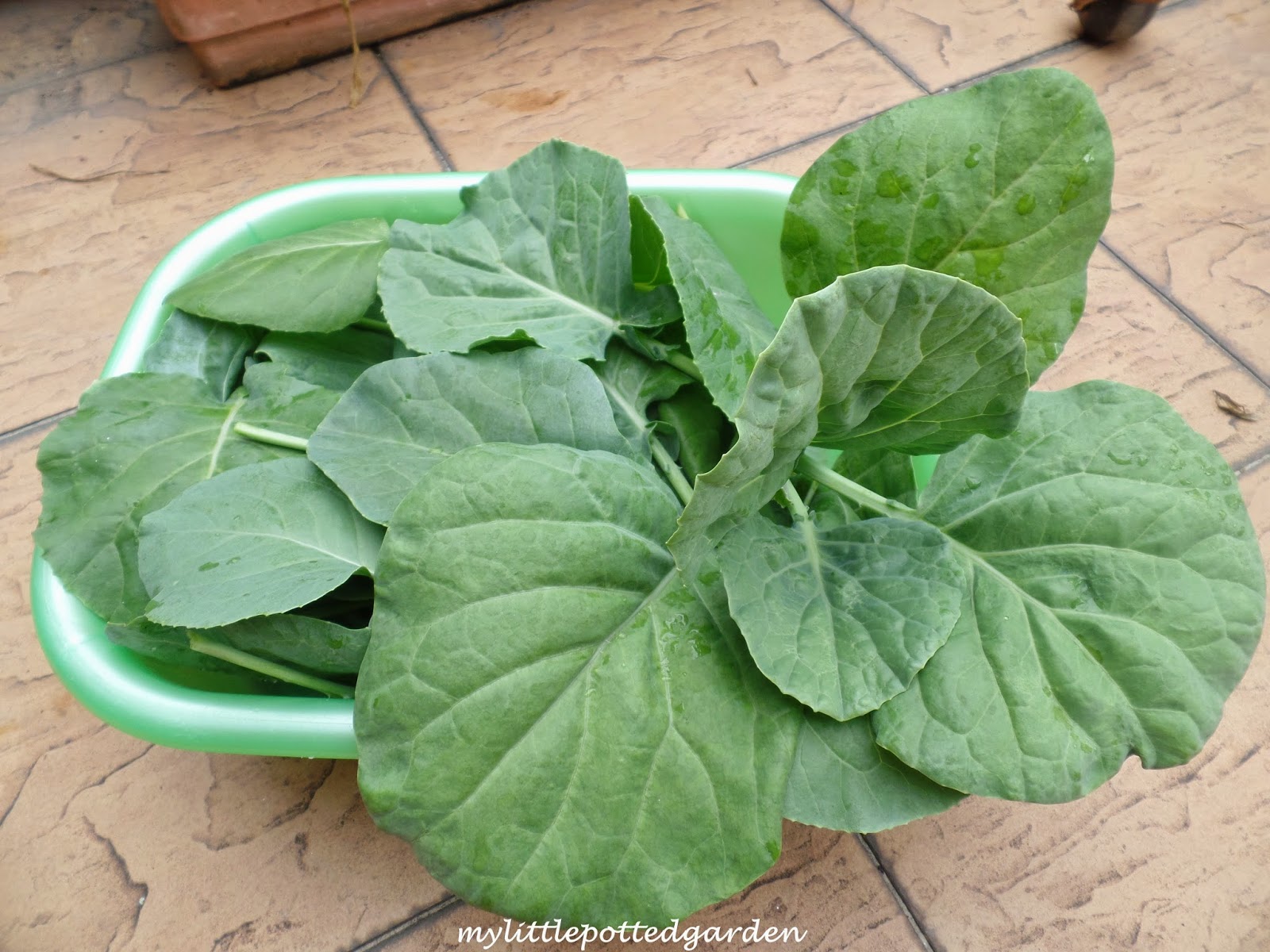 My Little Potted Garden: Another Kai Lan Harvest