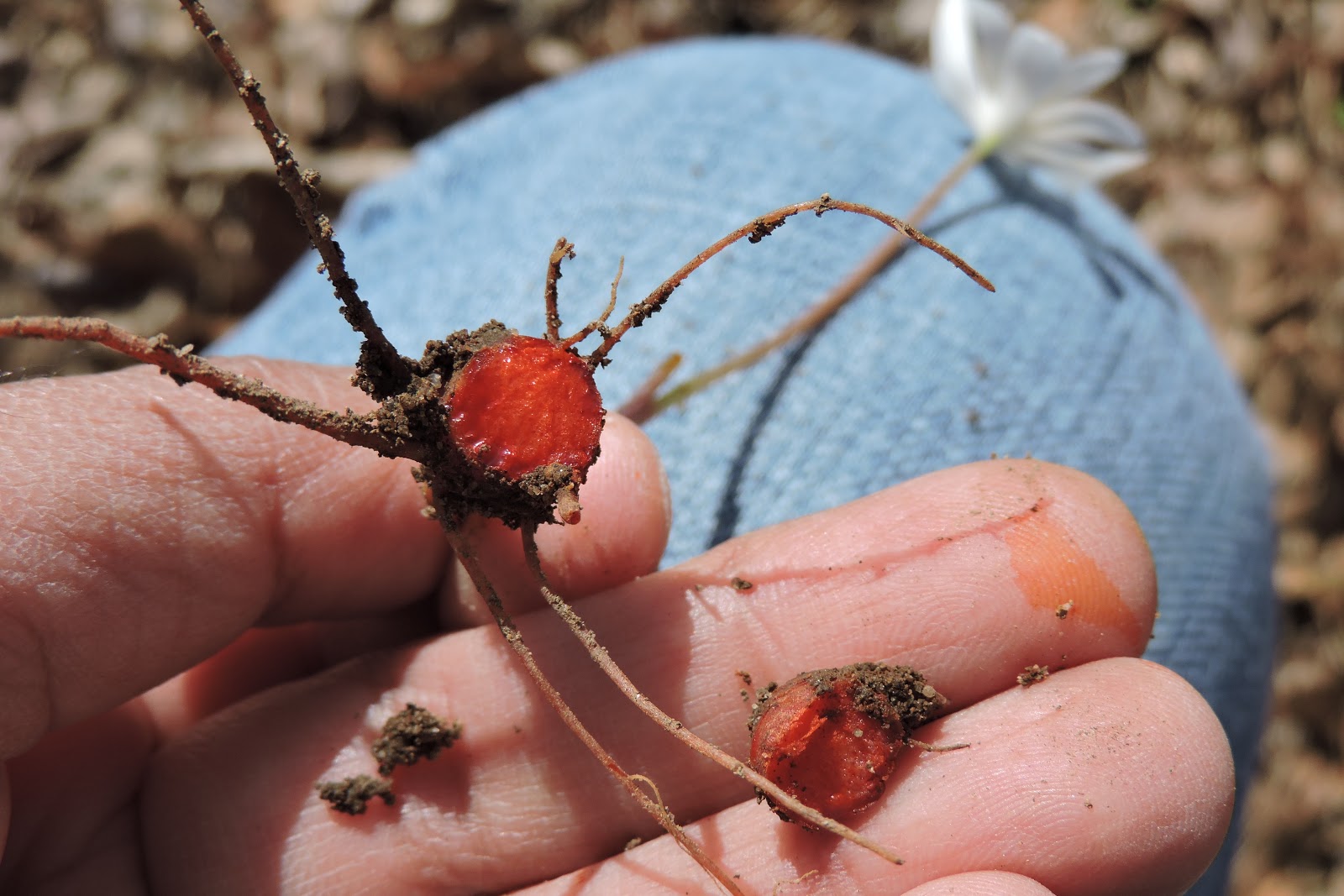 Capital Naturalist by Alonso Abugattas: Bloodroot, An Ephemeral With ...