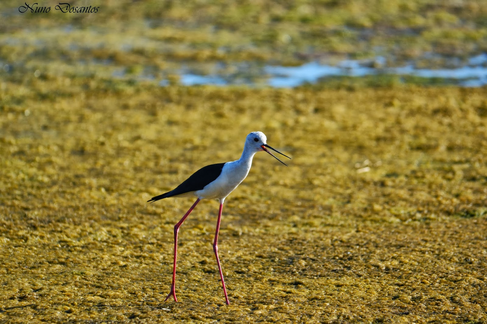 aveselvagem: Pernilongo