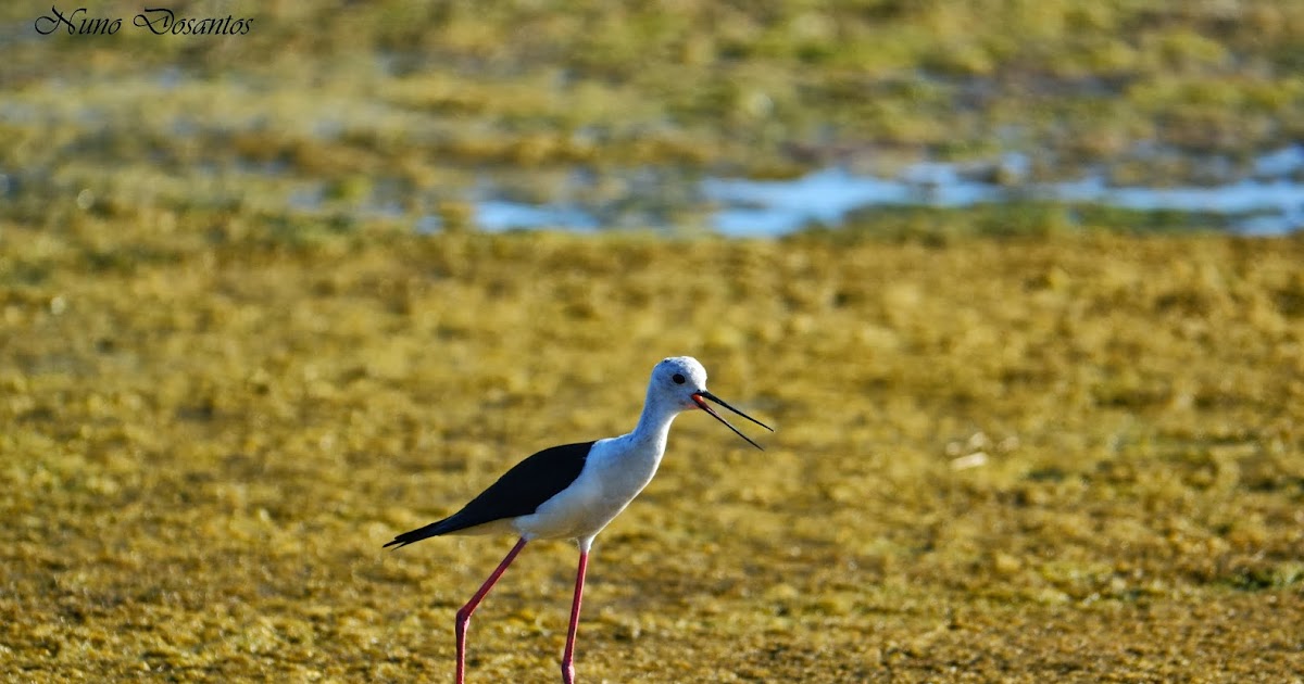 aveselvagem: Pernilongo