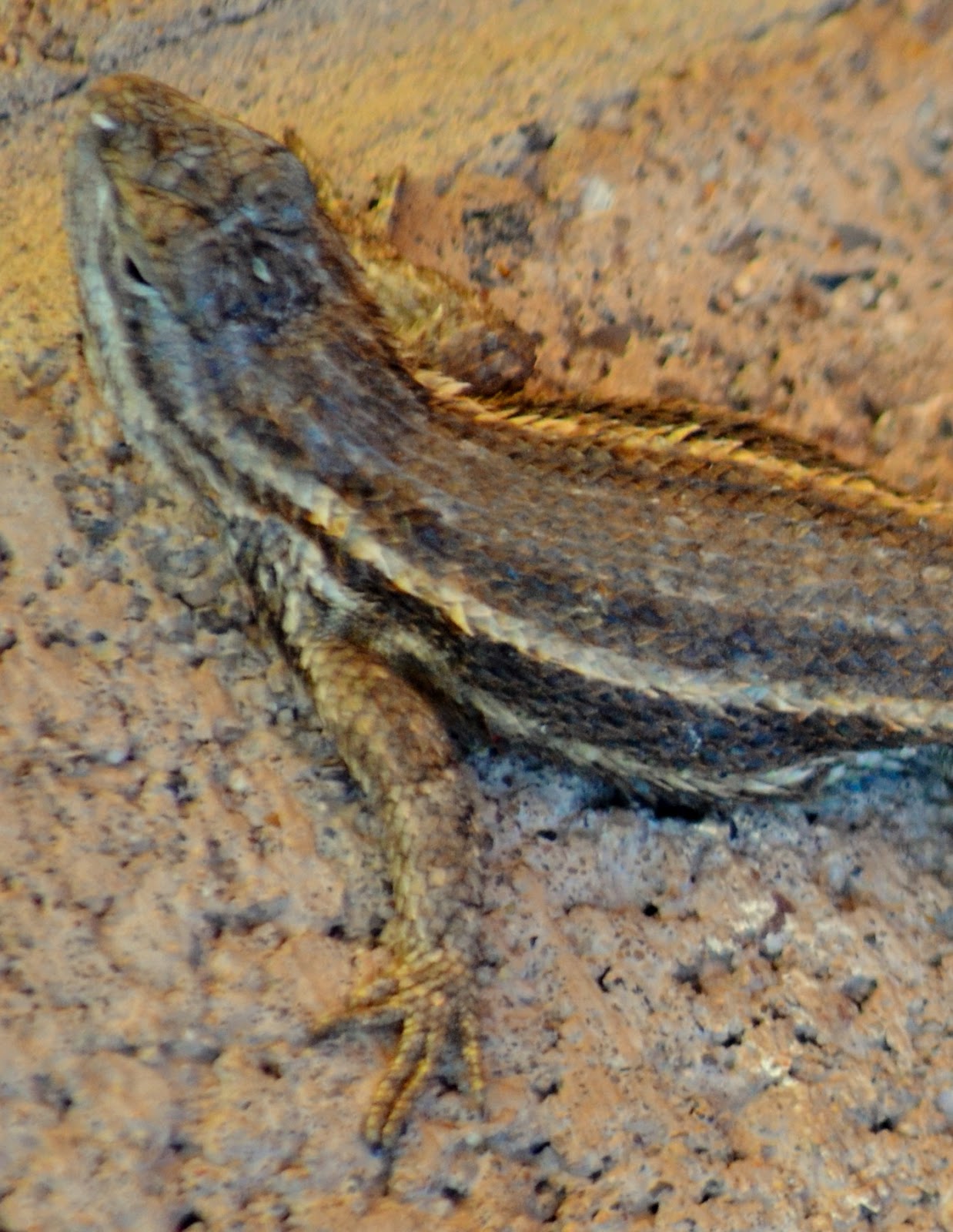 Blessed Little Creatures: Road Runner, Lizards, Coyote, Pronghorn ...