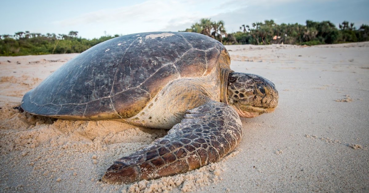 mangrove - mikoko ujamaa wap