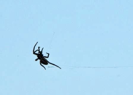 ACravan: BALLOONING SPIDERS