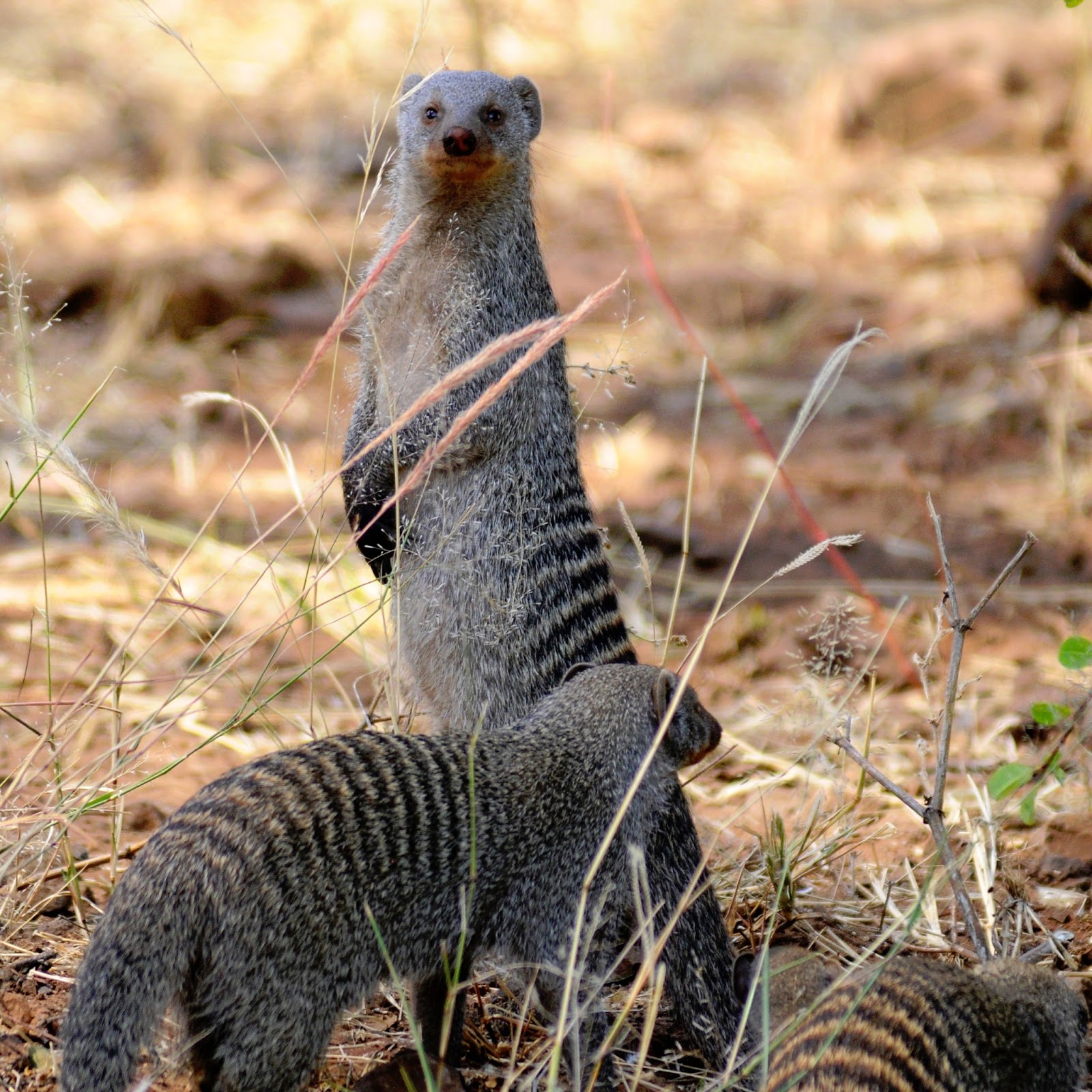 The Nature of Framingham: Like Rikki-Tikki-Tavi? You'll Love These ...