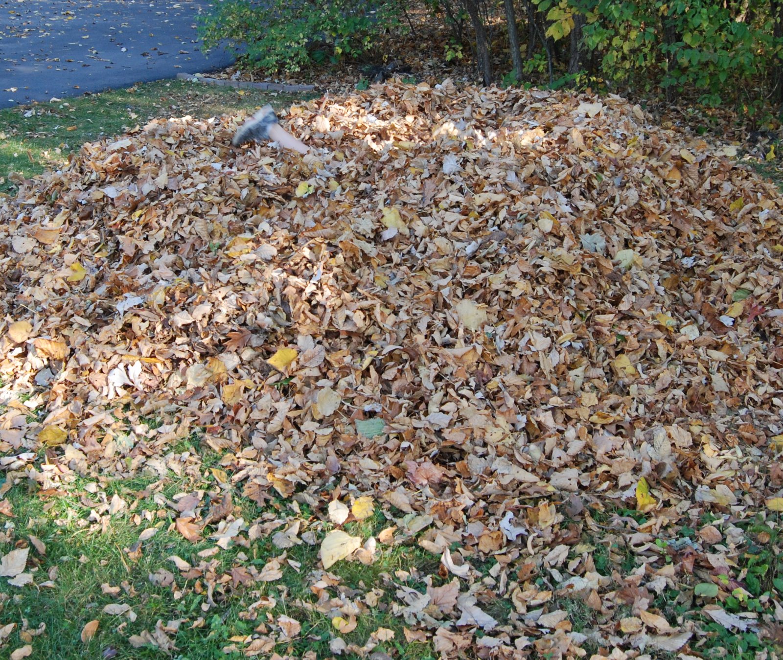 a blonde and 3 boys: Biggest Leaf Pile..EVER!