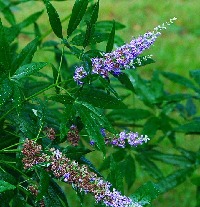 Garden Bloggers' Bloom Day - August 2019
