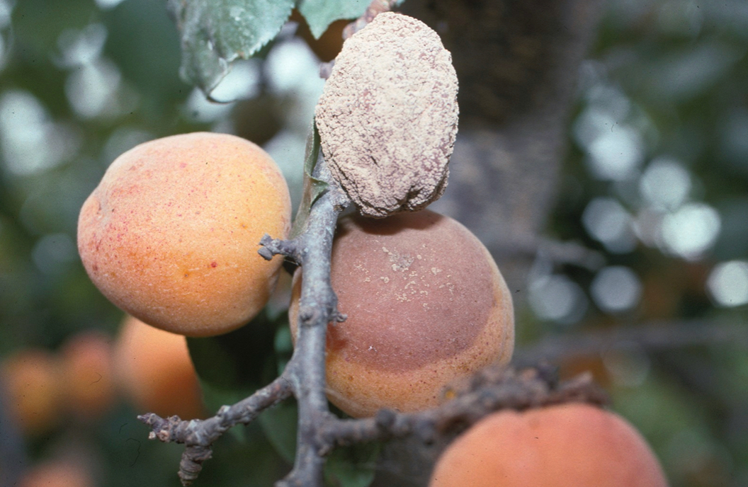 The Food Garden Group Blog: Fruit - Apricots