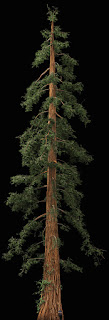 Damir G Martin: SEQUOIA TREE 3D MODEL