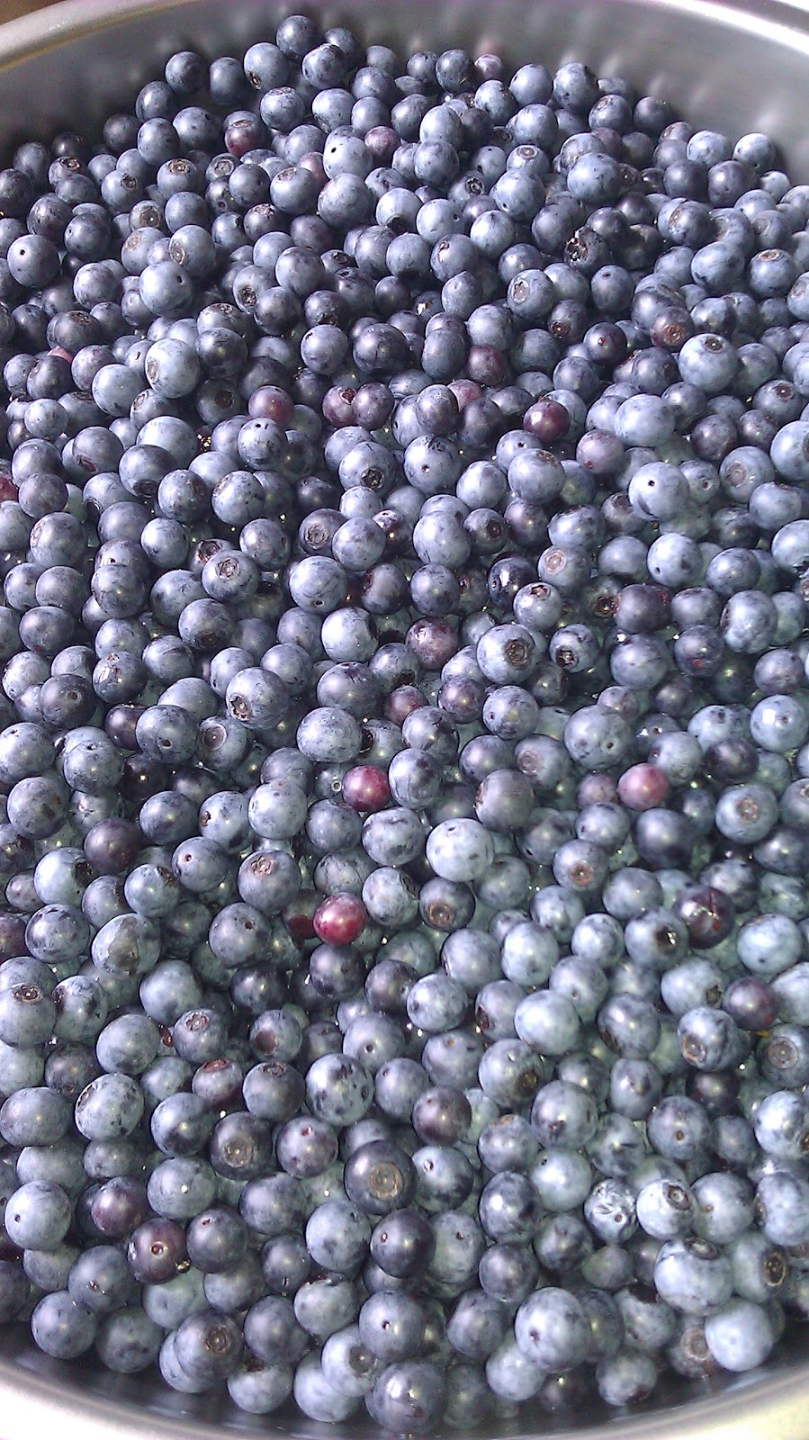 Rita Hutcheson-Cobbs: The Magic Blueberry Bush blessed us again...