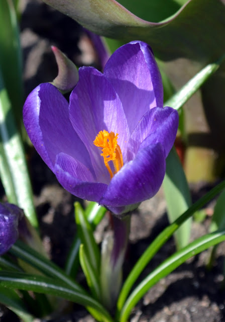 Pavasario žiedai | Aplinkos projektas