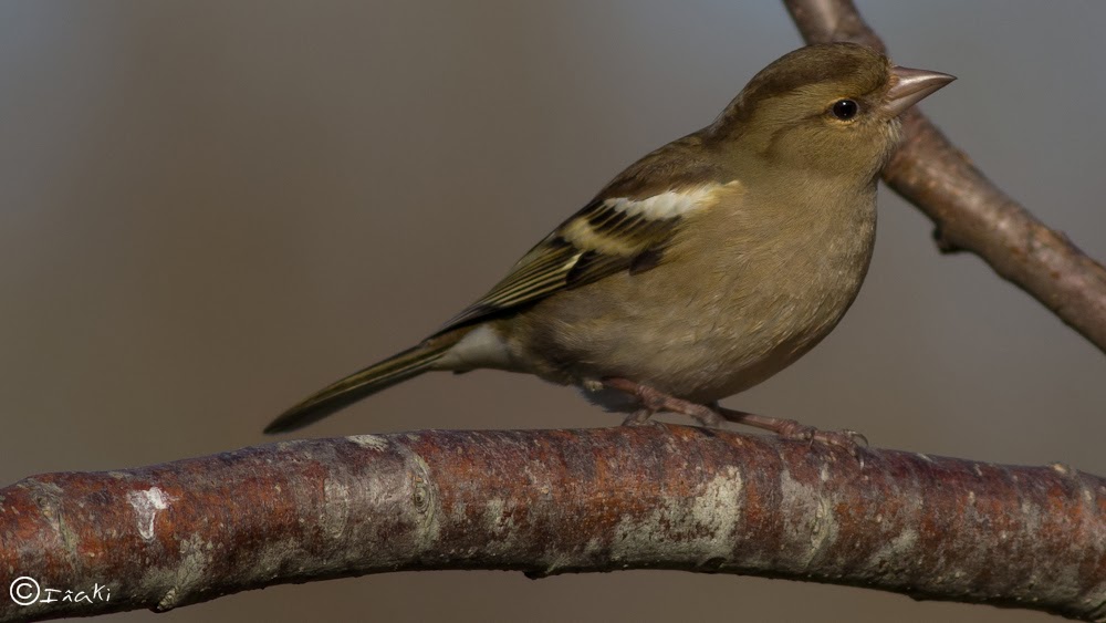 Nosoloaves - Aves del mundo (Birds of the world): Pinzon vulgar ...