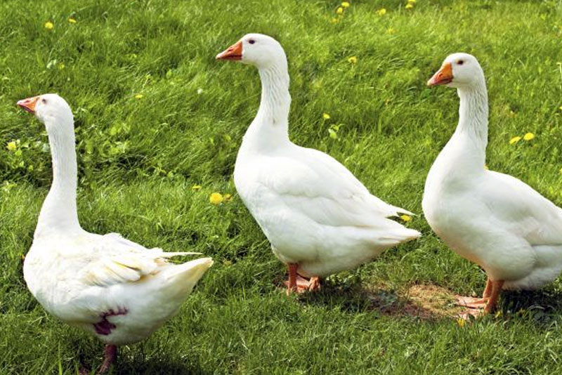 Quan les oques van al camp