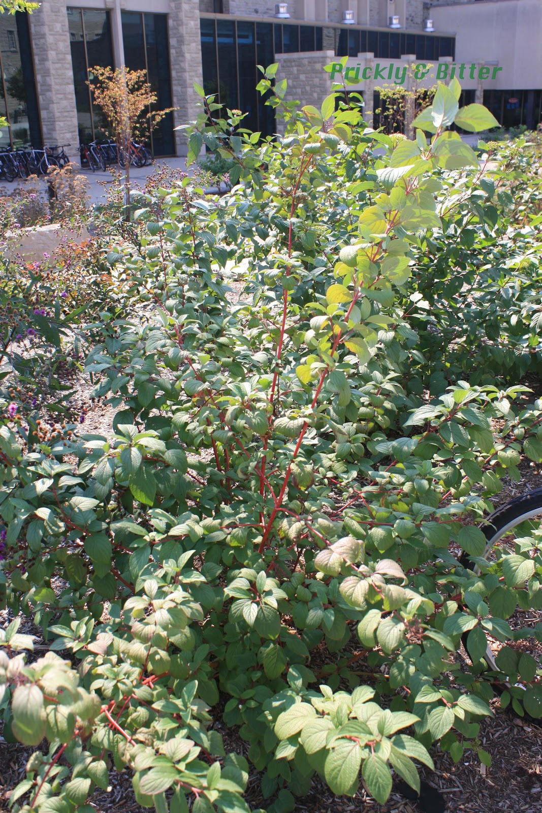 Prickly and Bitter: The (red) osier dogwood
