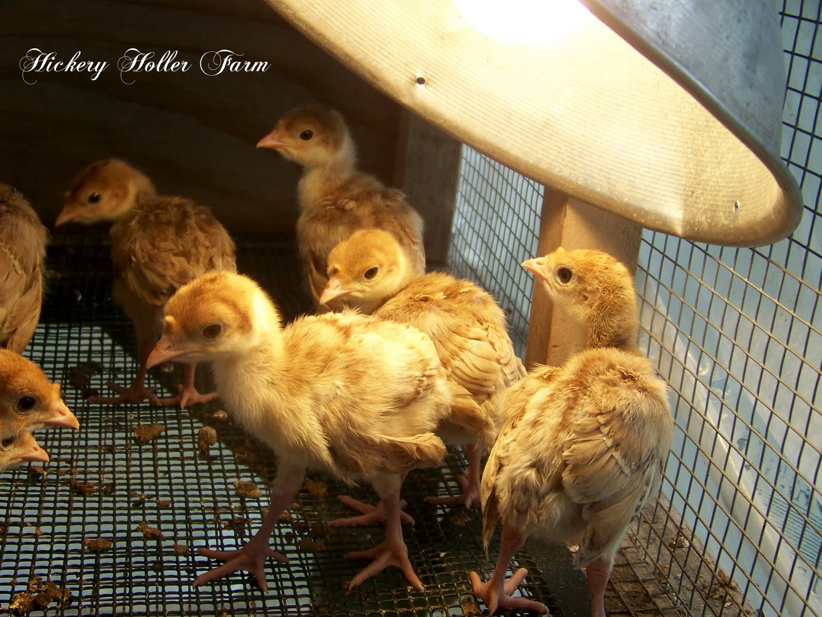 Hickery Holler Farm: Baby Turkeys