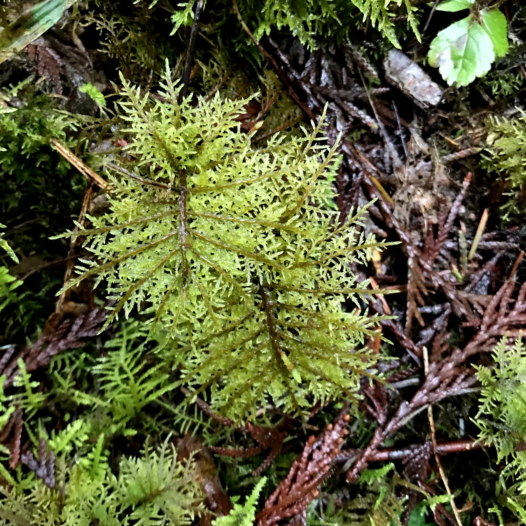 danger garden: Shades of green, at Eagle Fern Park