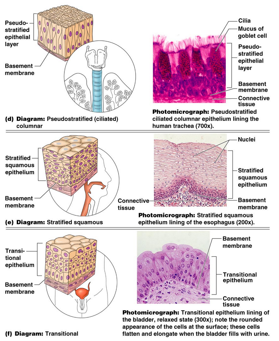 Café y Biología: LECCIÓN 28 TEJIDOS DEL CUERPO HUMANO. TEJIDO EPITELIAL