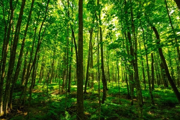 Potensi Sumber Daya Hutan Indonesia - Portal Kelas Potensi Sumber Daya Hutan Indonesia - Portal Kelas