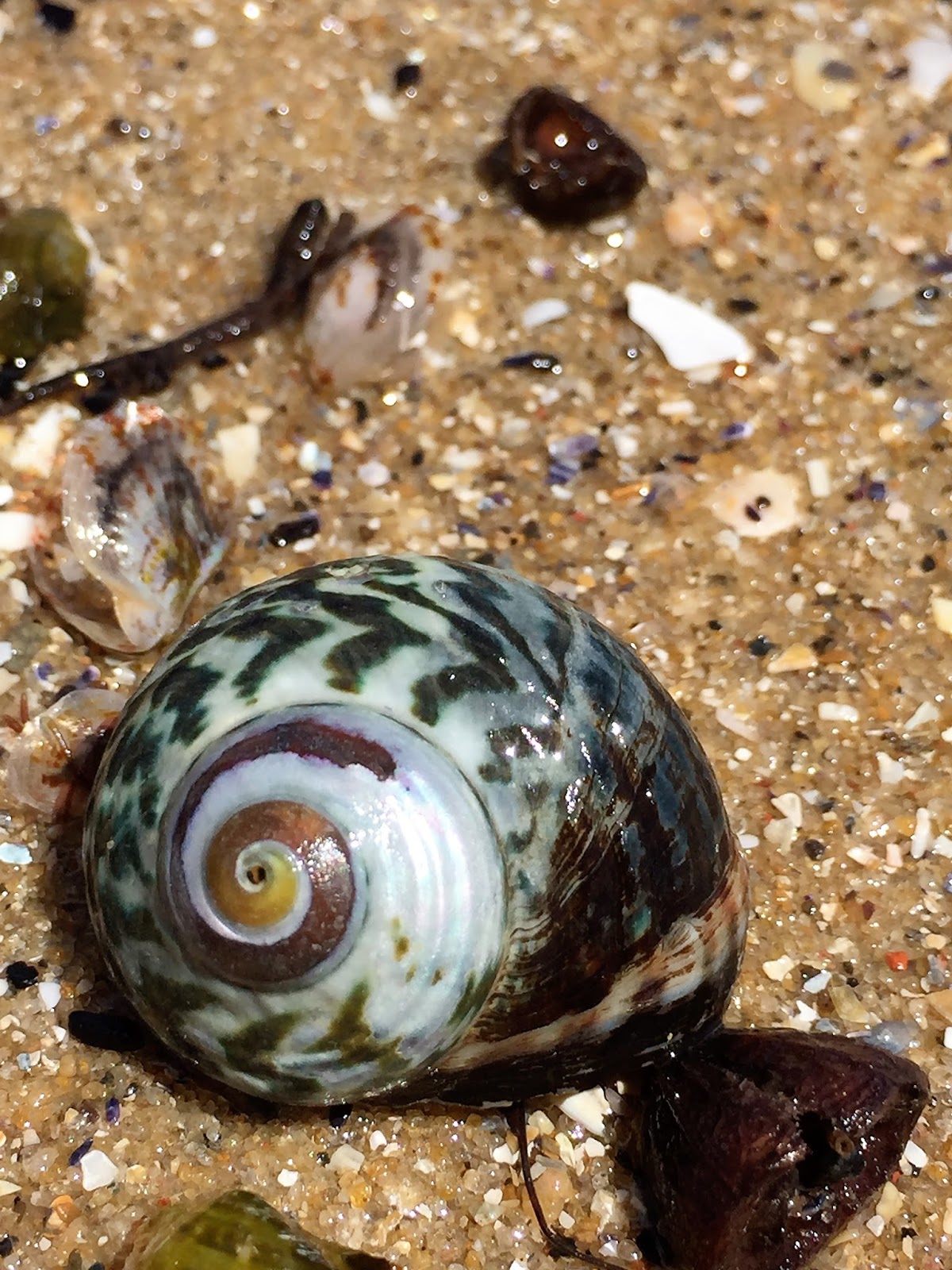 The Patience Project: Sheep and shells - mixed metaphors