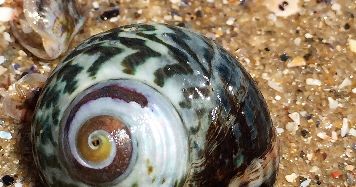 The Patience Project: Sheep and shells - mixed metaphors