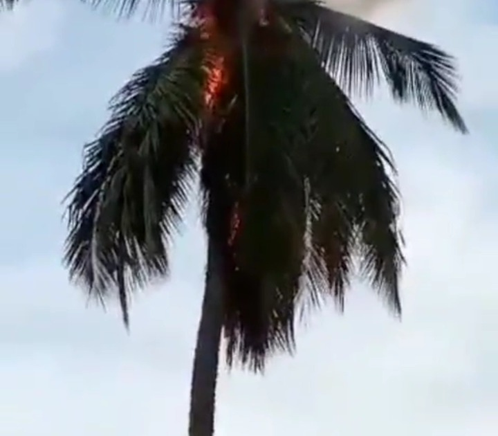 Stella Dimoko Korkus.com: Coconut Tree Burns Down After Thunder Strike..