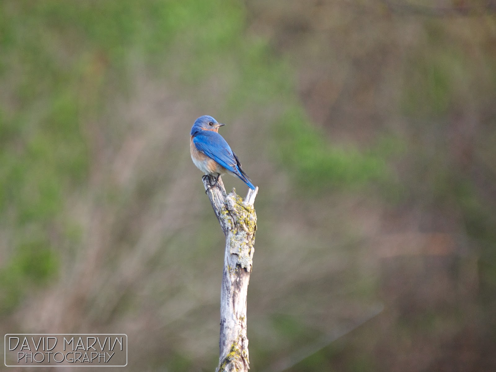David Marvin Photography - Lansing, Michigan: Bluebird
