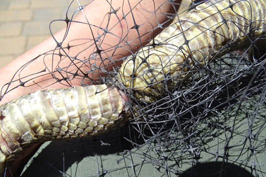Wildlife Emergency Services blog: Rattlesnake entangled in erosion ...