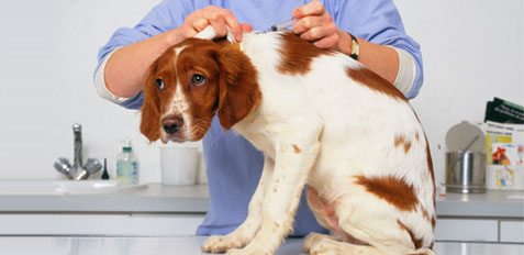 Diabetes in Dogs - Causes & Treatment | Australian Dog Lover