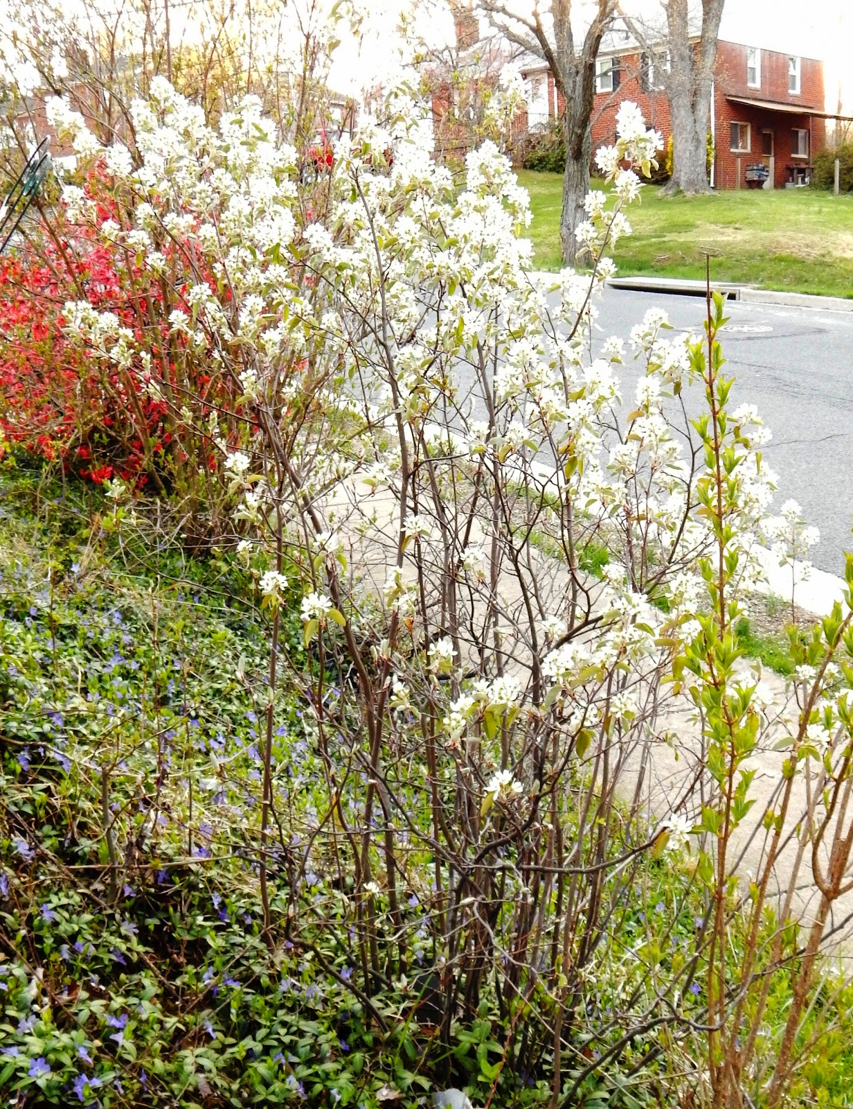 Capital Naturalist by Alonso Abugattas: Serviceberries - Juneberries
