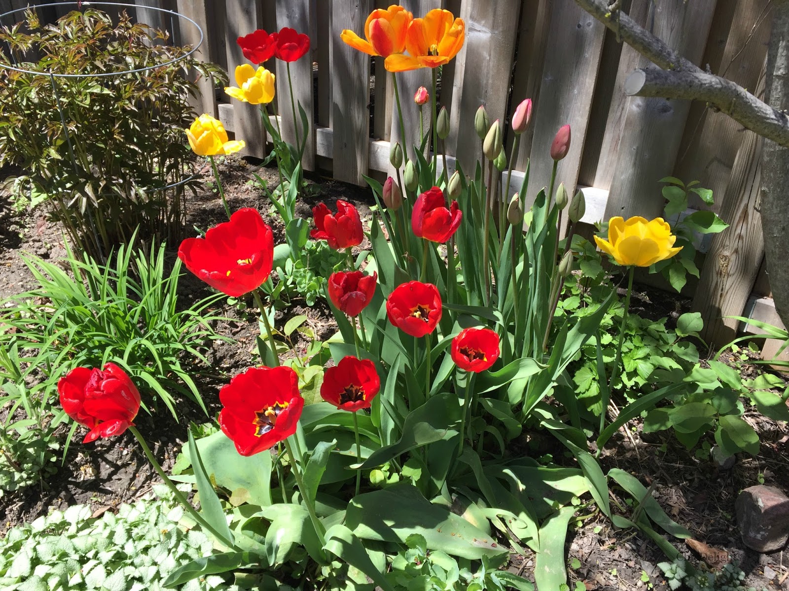 Spring Tulips - Chic Delights