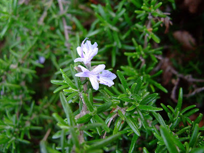 Romero Rosmarinus officinalis : El Mundo y sus Plantas