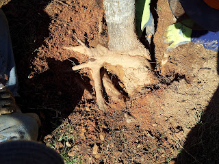 The Wandering Arborist: The Root Collar, Oh No
