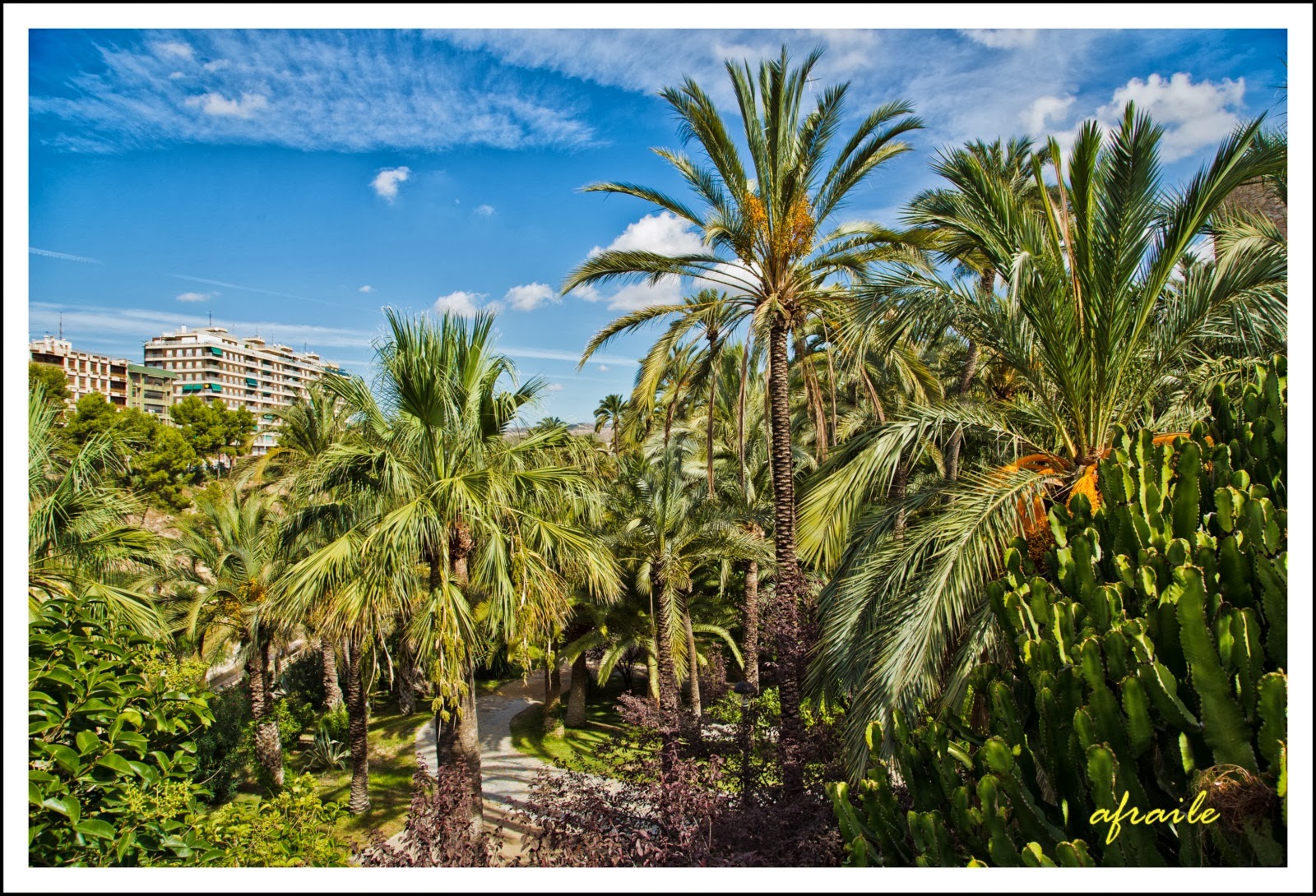 Mi Album de Fotos: Elche (Alicante).