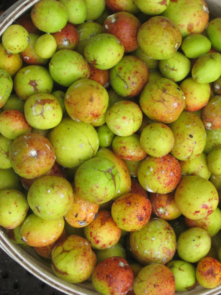 Mangaba - Hancornia speciosa