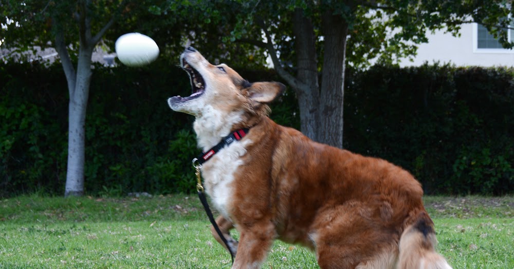 The Dog Geek: Product Review: Petprojekt Dogegg