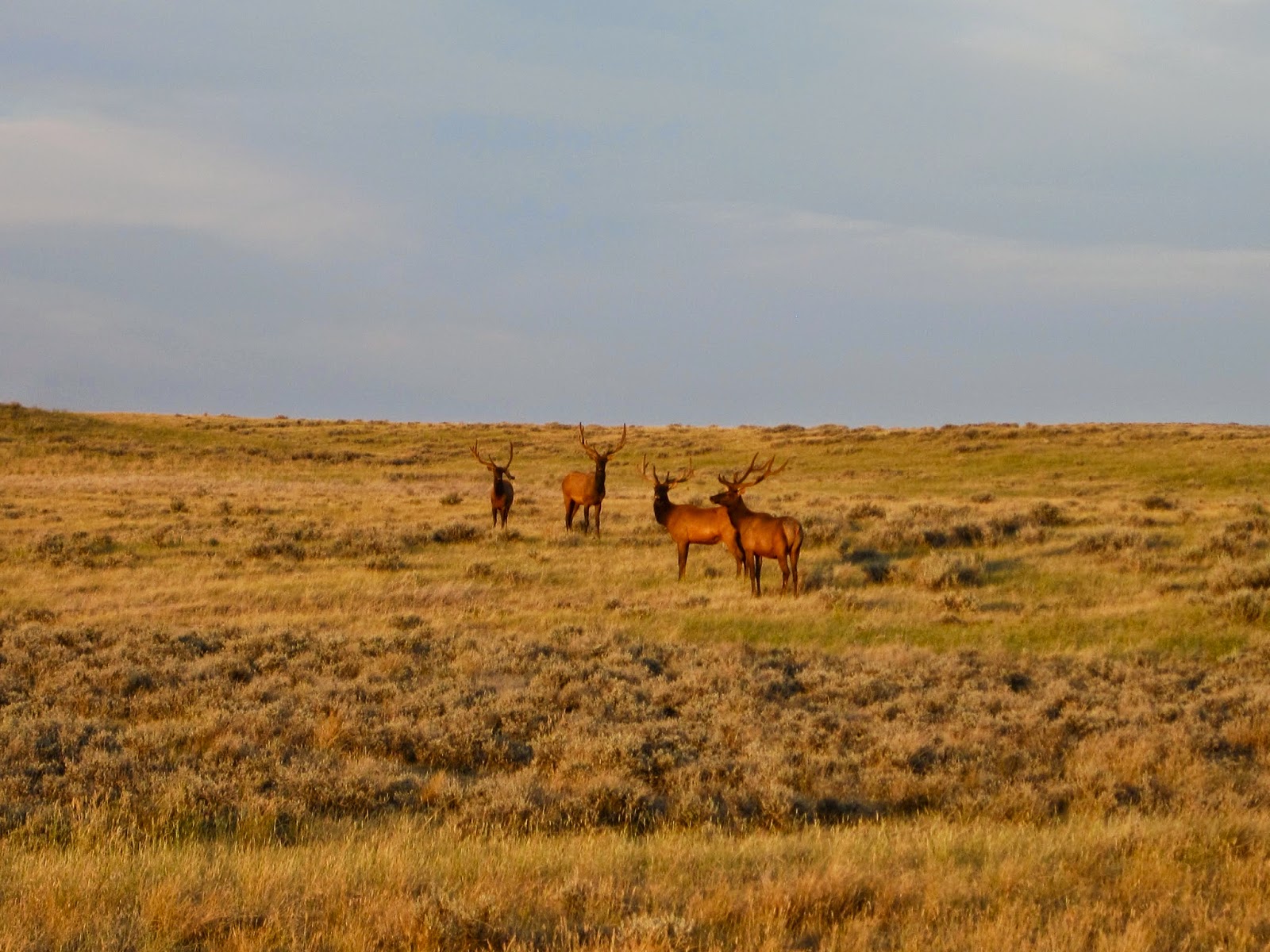 Adventures on the Prairie : American Prairie Wildlife